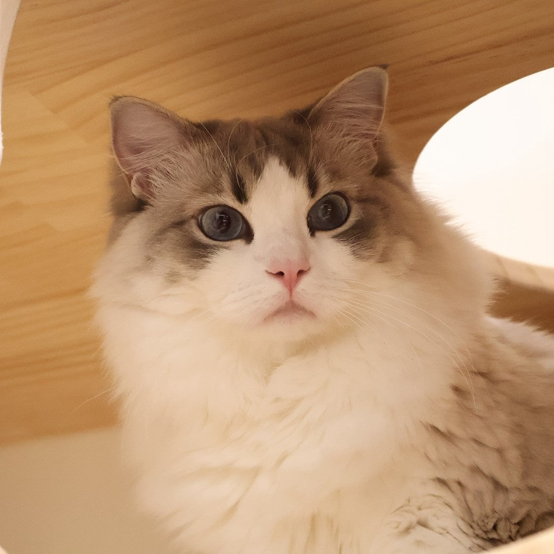 The Ultimate Guide to Cat Litter Boxes: Selection, Maintenance & Behav